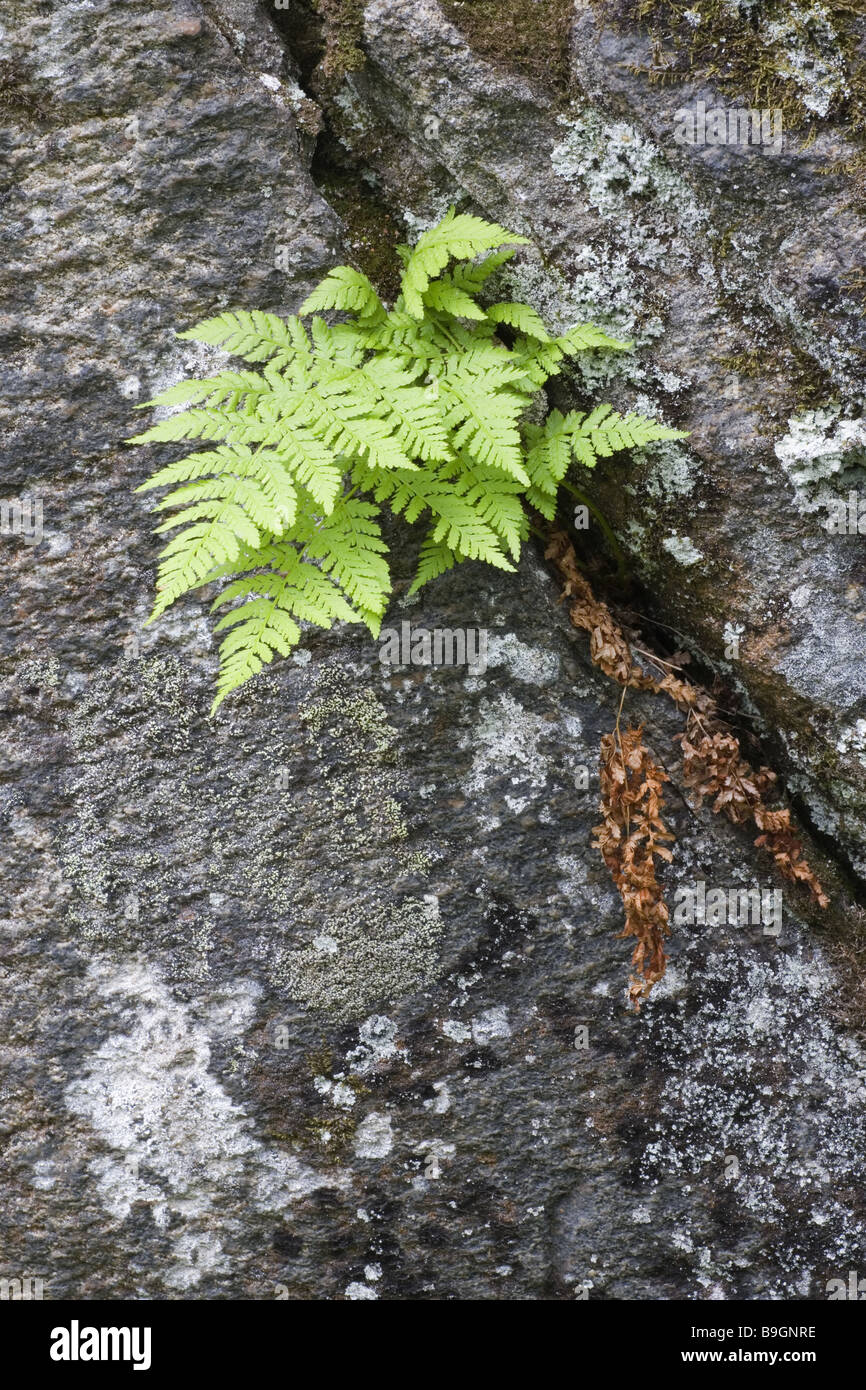 Fern log lichens Stock Photo - Alamy