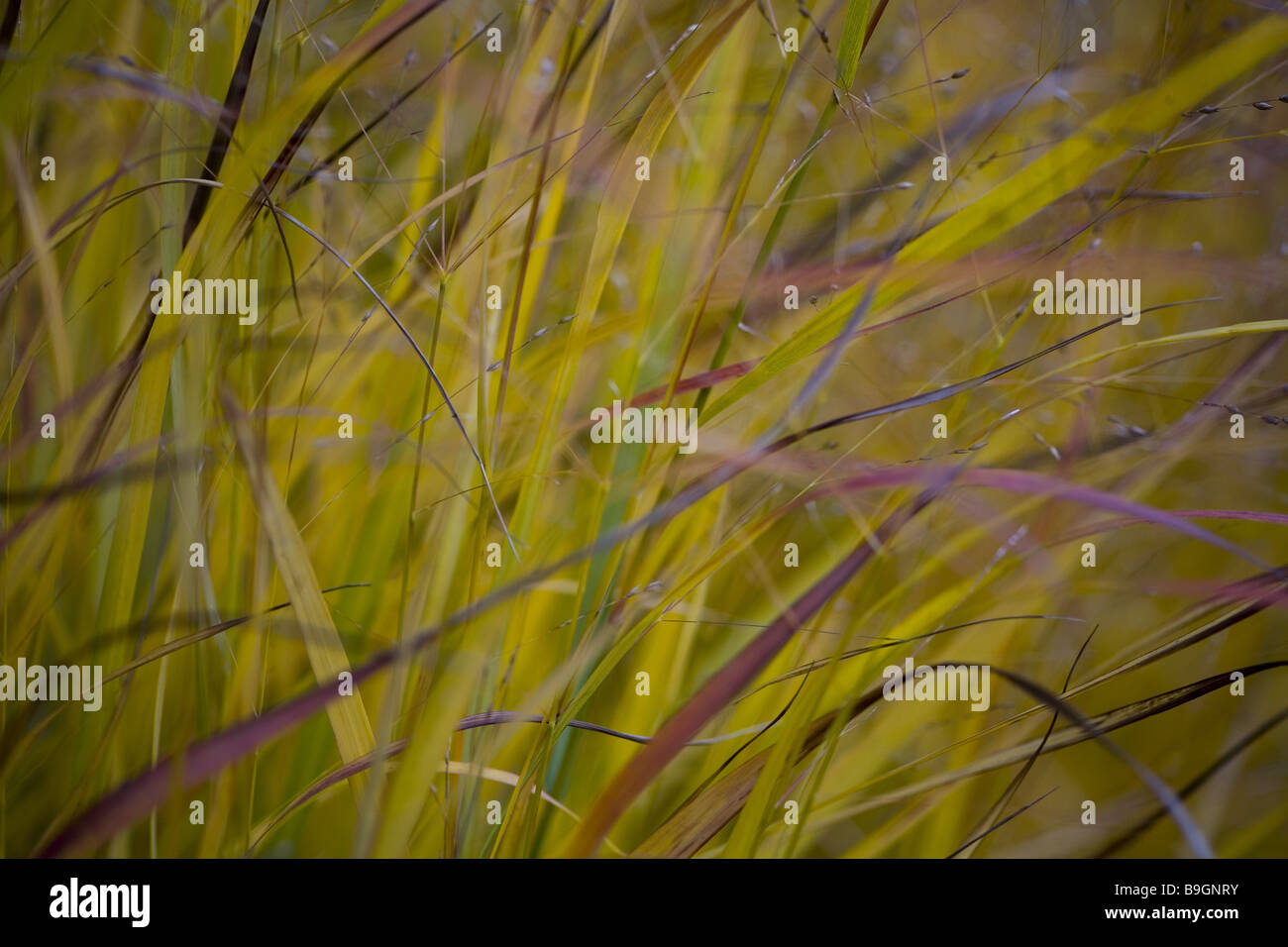 Grass with many stalks hi-res stock photography and images - Alamy