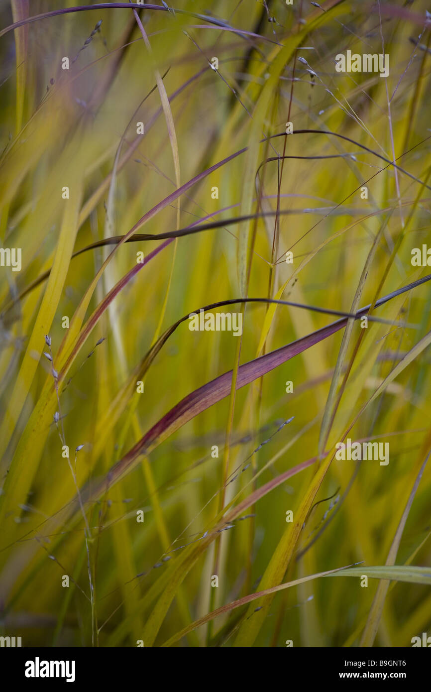 Stalks and leaves hi-res stock photography and images - Alamy
