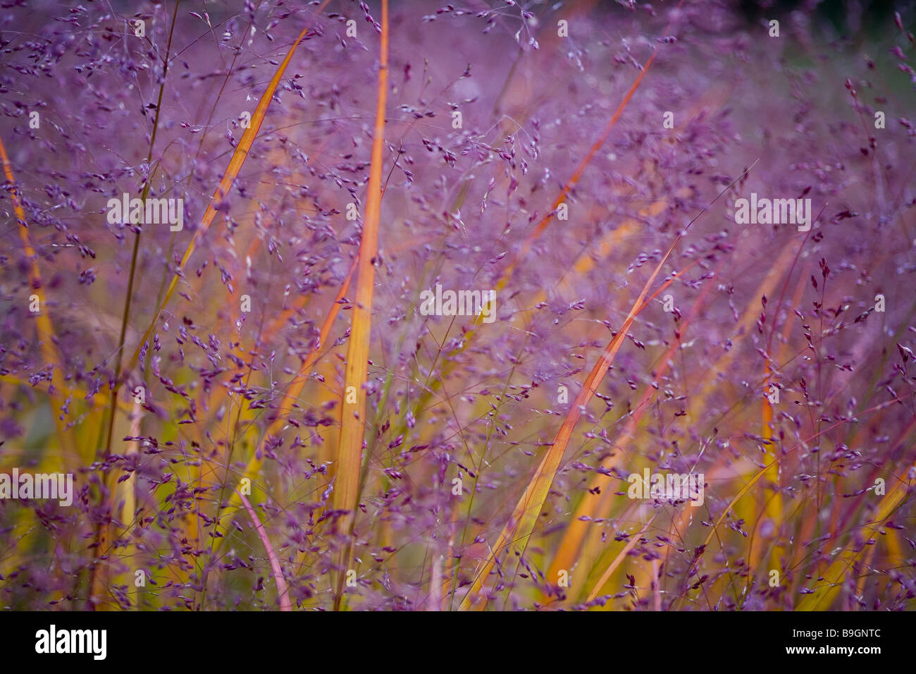 Grass distorted close-up Stock Photo - Alamy
