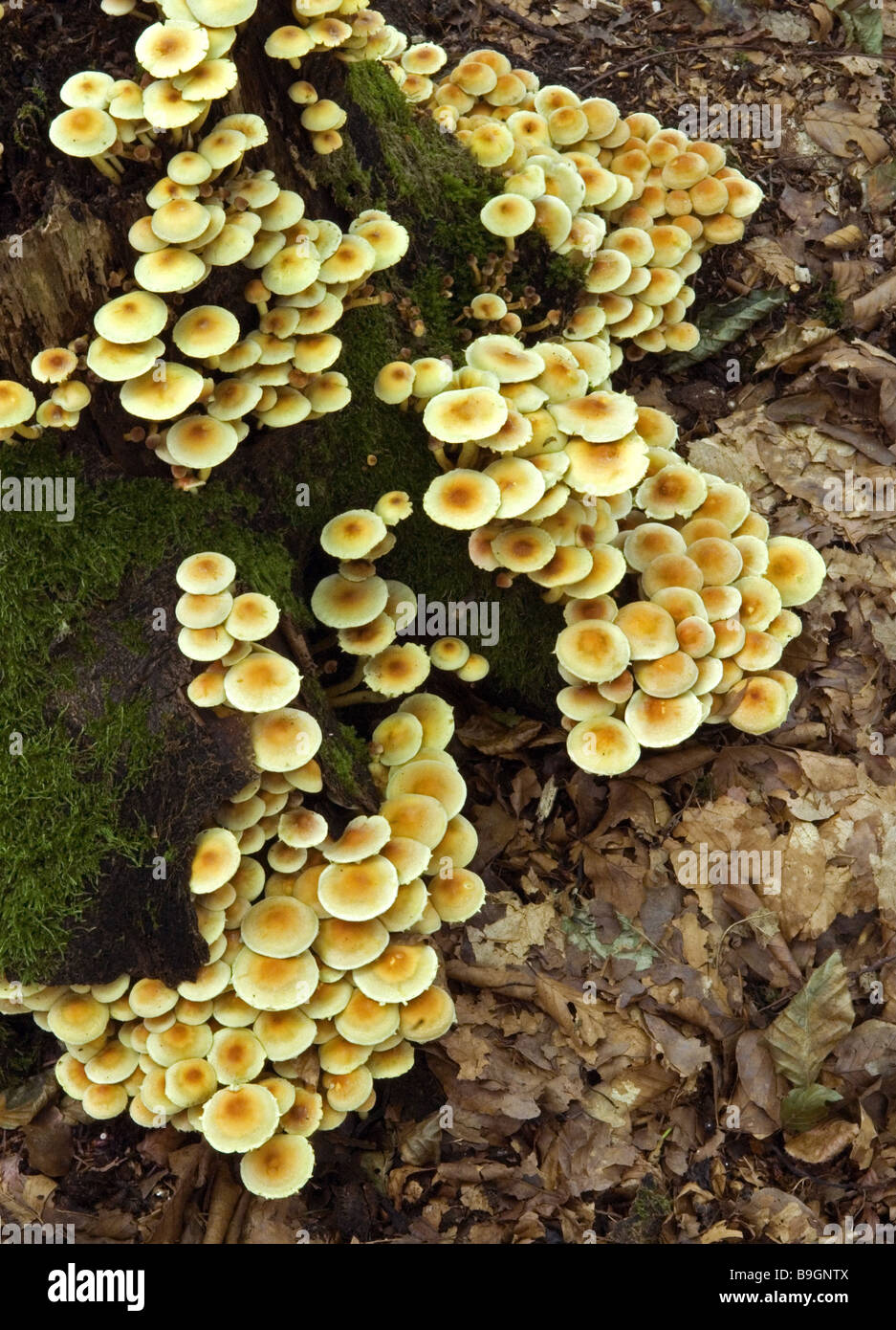 Kuehneromyces mutabilis fungi hi-res stock photography and images - Alamy