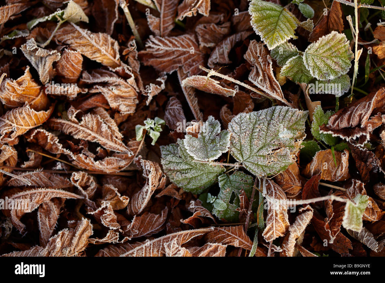 Winter leaves covered in ground frost Stock Photo - Alamy