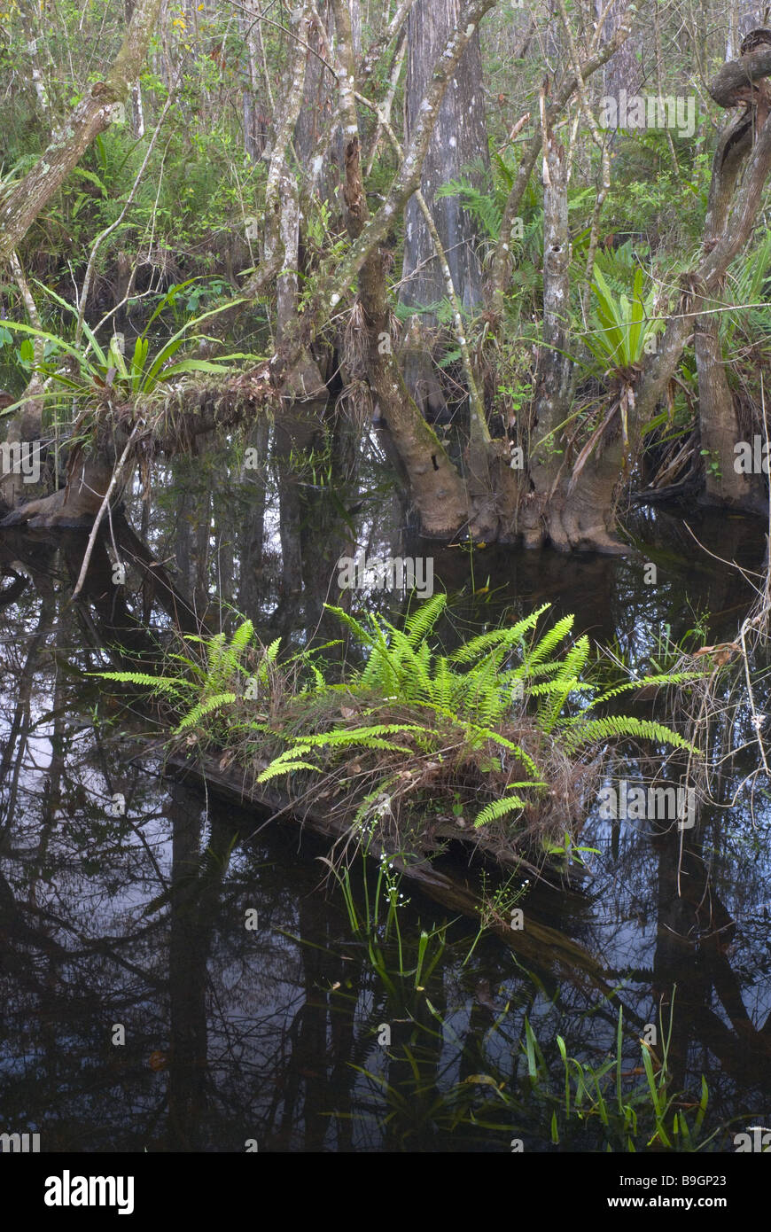 Swamp-fern fern Blechnum serrulatum Stock Photo - Alamy