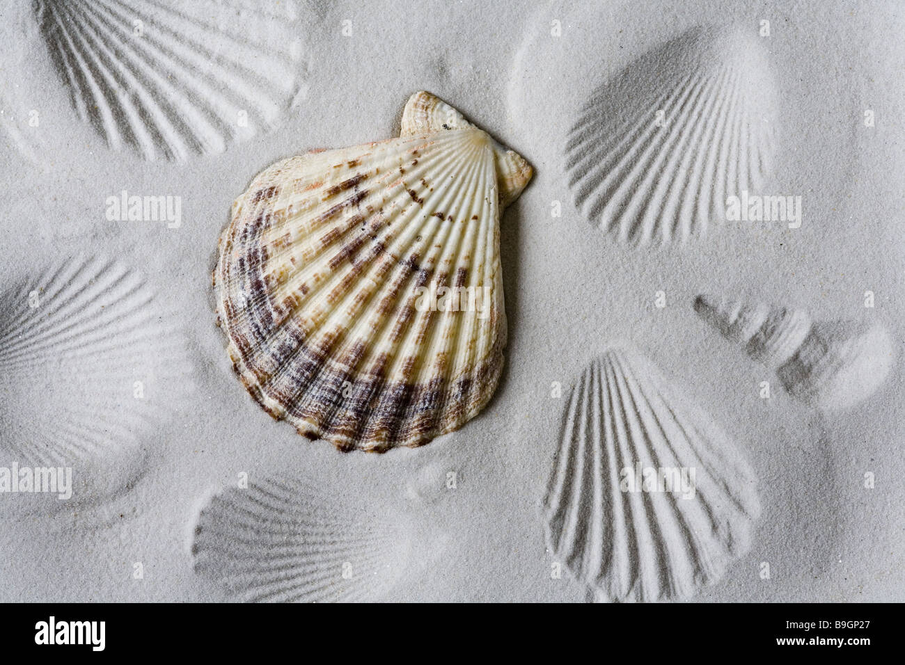 Sand knows mussel pattern mussel-marks Stock Photo - Alamy