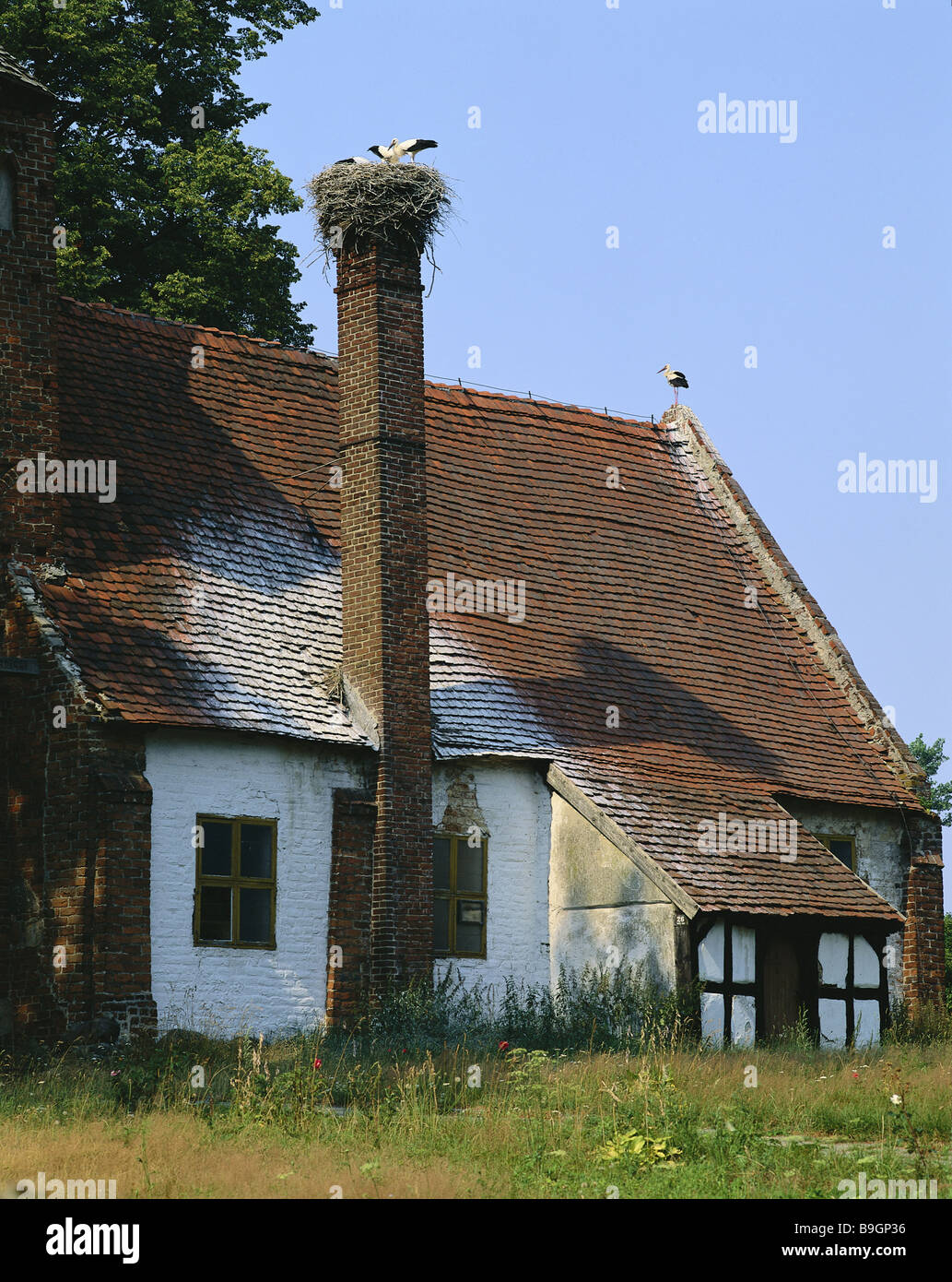 White storks poland hi-res stock photography and images - Alamy