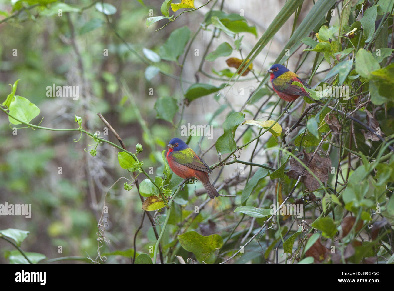 Painted Buntinges Passerina ciris Stock Photo - Alamy
