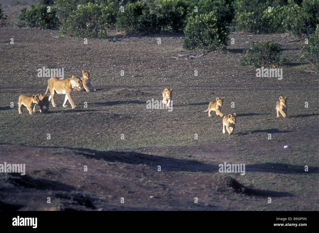 Lioness with seven playful cubs walking and running towards fresh kill ...