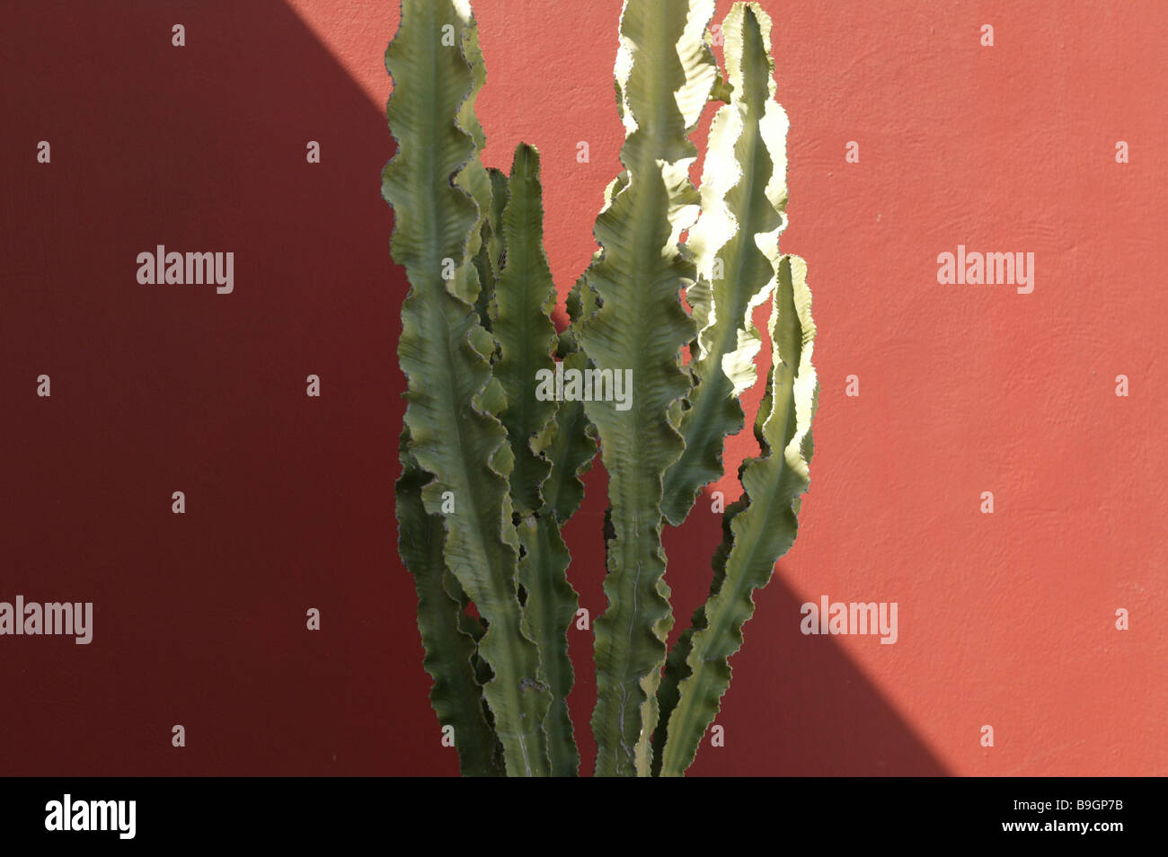 Wound cactus hi-res stock photography and images - Alamy