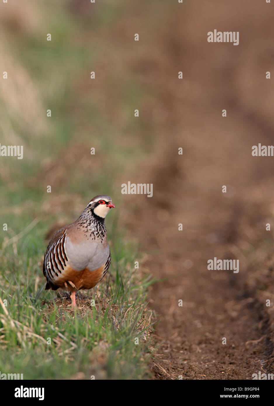 Red-legged Partridge Alectoris rufa Stock Photo - Alamy