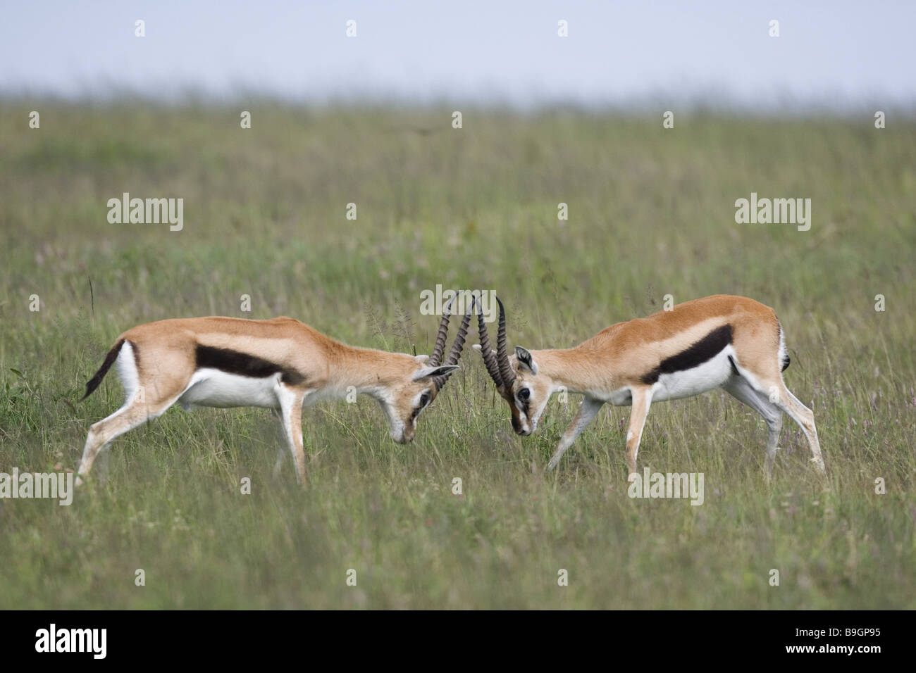 thomson's gazelle Gazella thomsoni Stock Photo - Alamy