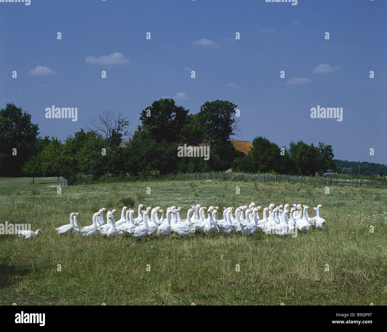 Poland Masuria meadow house-geese landscape farm animals birds geese ...