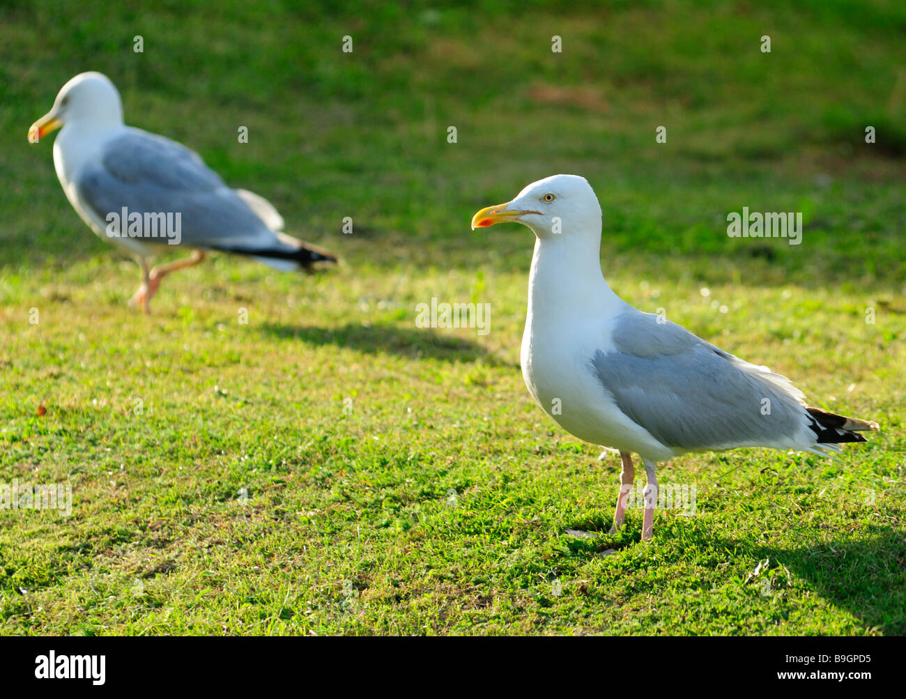 Seagul seagulls hi-res stock photography and images - Alamy