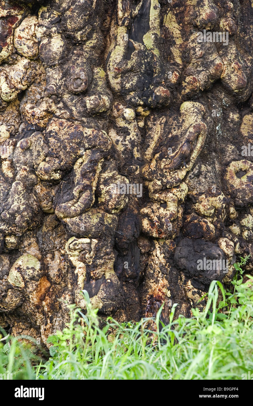 Acacia drepanolobium hi-res stock photography and images - Alamy