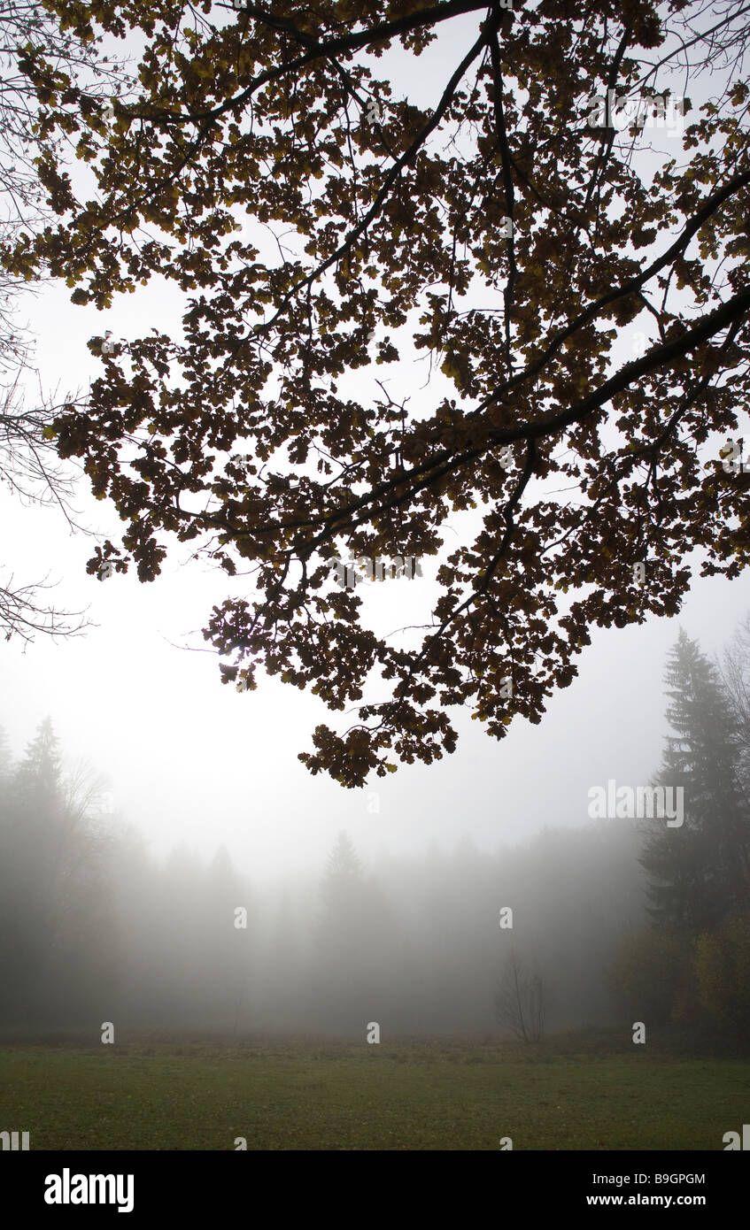 Forest-edge meadow fog autumn forest trees mixed forest conifers broad ...