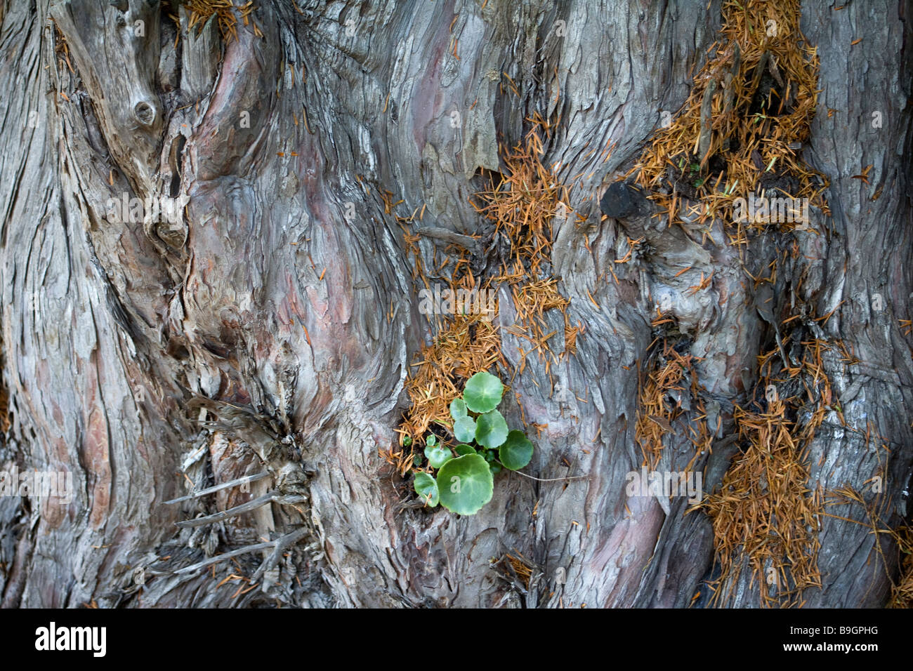 Knurled tree hi-res stock photography and images - Alamy