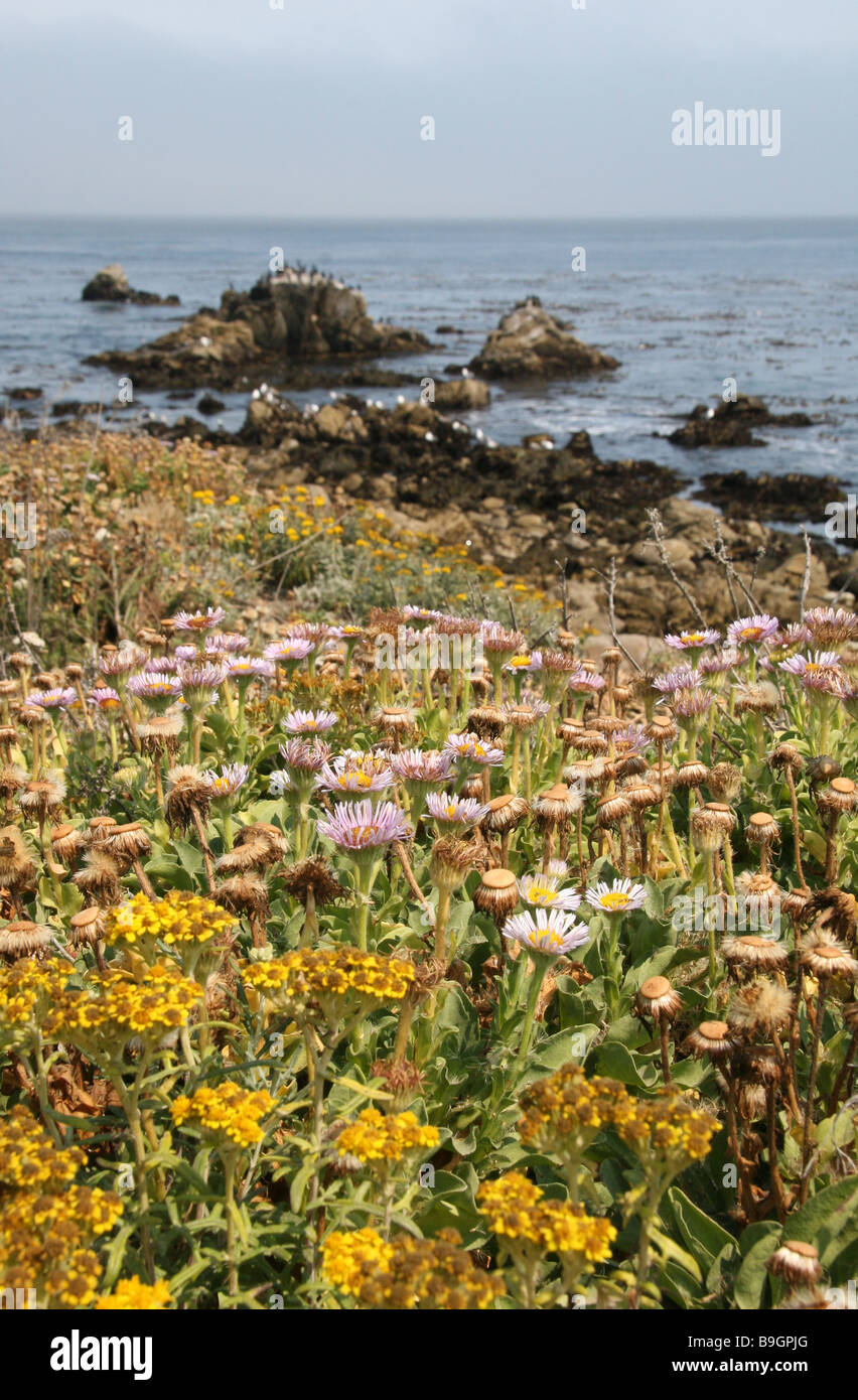 Seaside daisy erigeron glaucus pebble beach hi-res stock photography ...