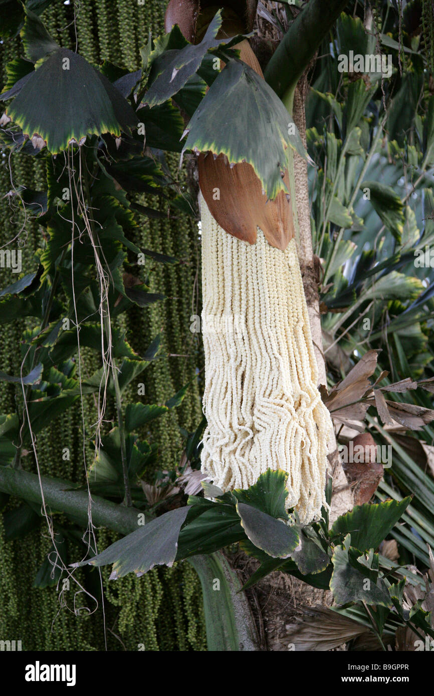 Fishtail palm hi-res stock photography and images - Alamy