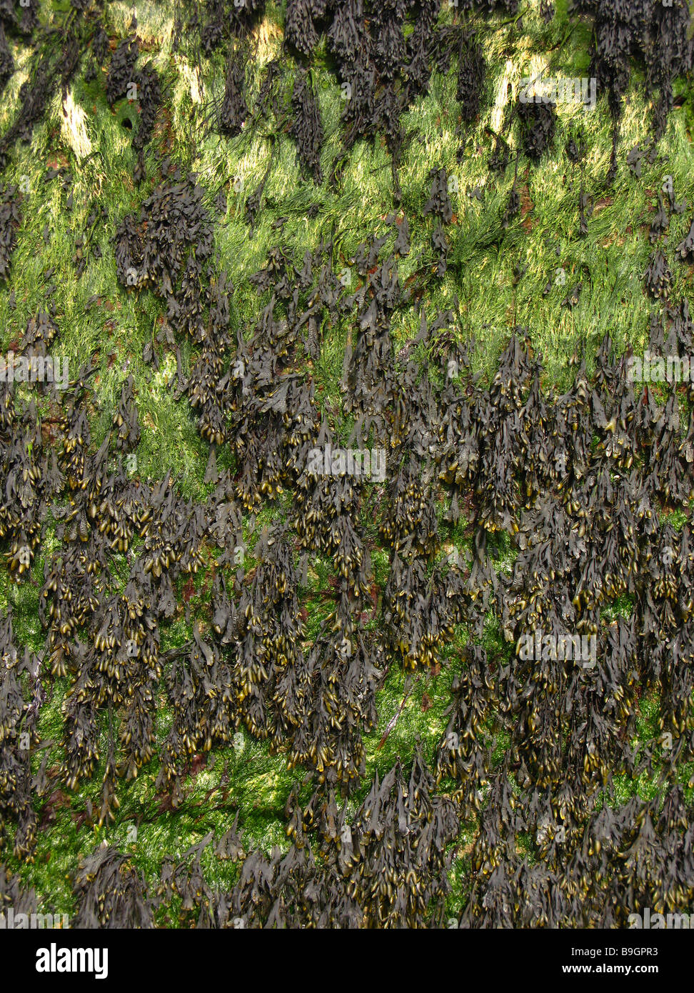 Abstract seaweed portrait Stock Photo - Alamy
