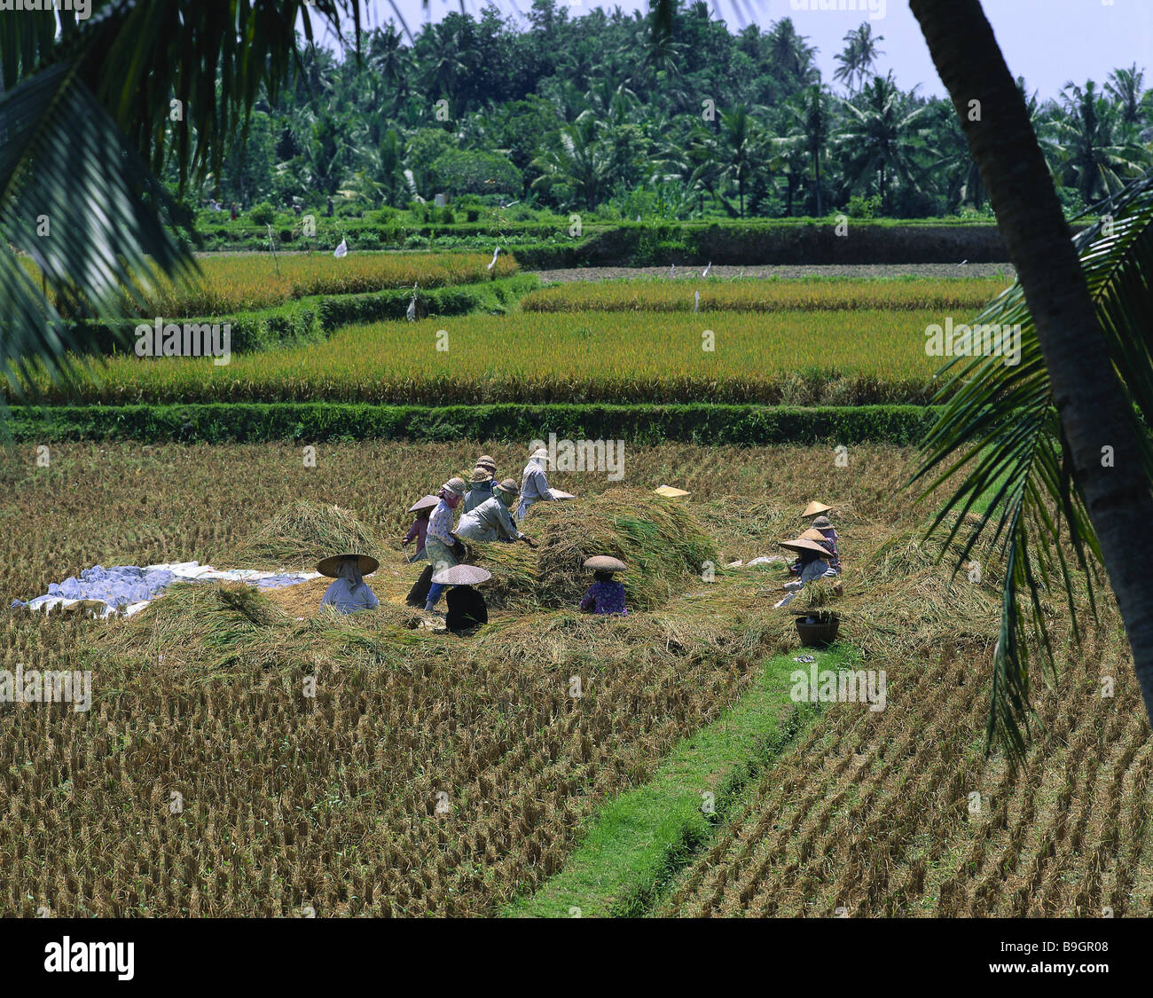 Indonesia island Bali paddies women harvest economy agriculture rice ...