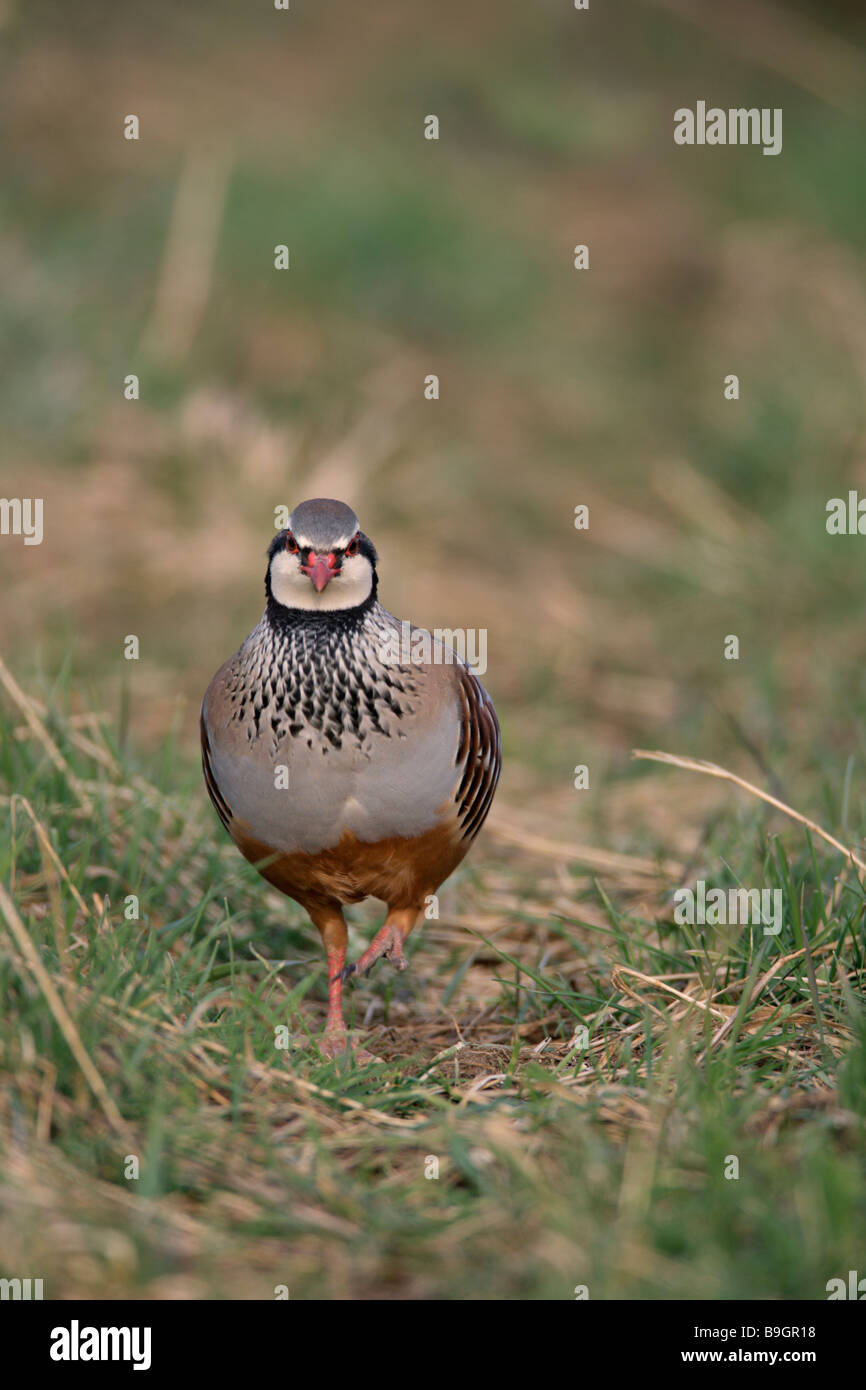 Red-legged Partridge Alectoris rufa Stock Photo - Alamy
