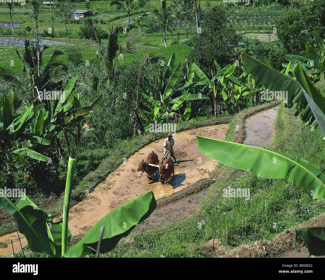 Indonesia island Bali paddy farmers cows plows economy agriculture rice ...