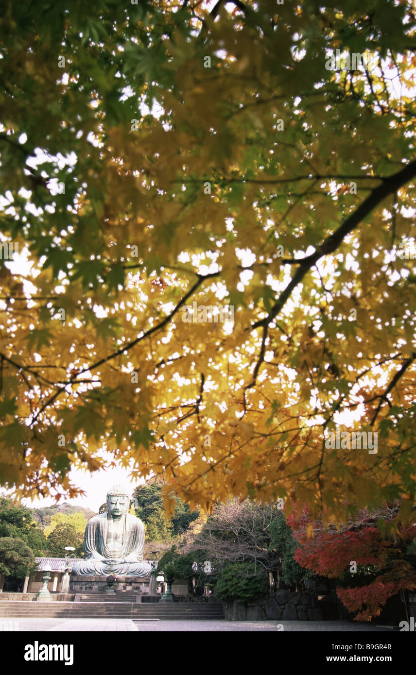 Japan Kamakura big Buddha "Daibutsu" autumn back light series Asia ...