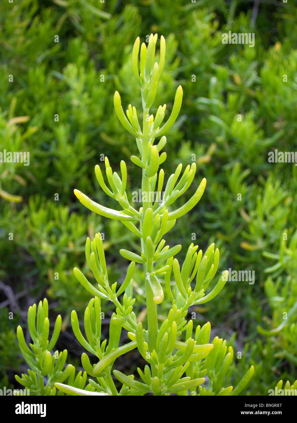 Saltwort Stock Photos & Saltwort Stock Images - Alamy