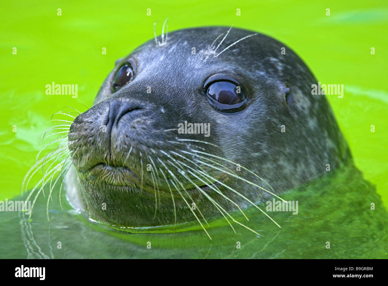 Zoo basins seal Phoca vitulina portrait zoo-animal animal game-animal ...