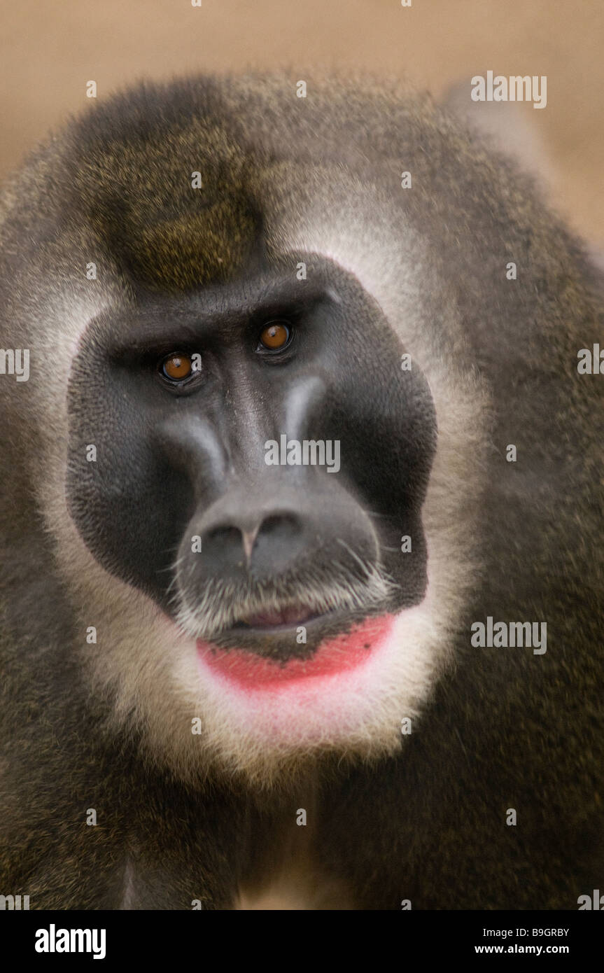 DRILL MONKEY adult male Mandrillus leucophaeus Stock Photo - Alamy