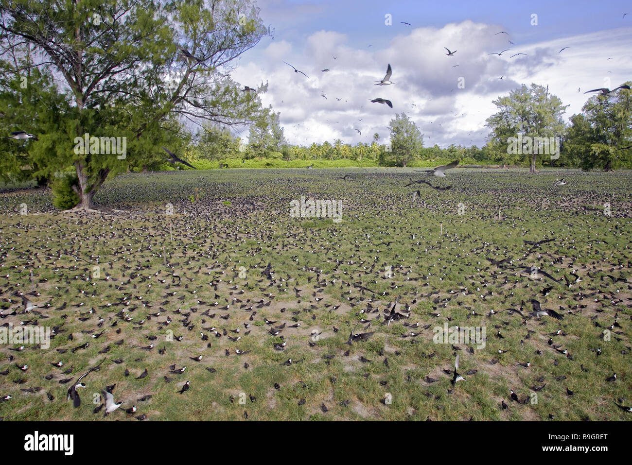 Seychelles Bird Island meadow soot-terns sternums fuscata wildlife ...