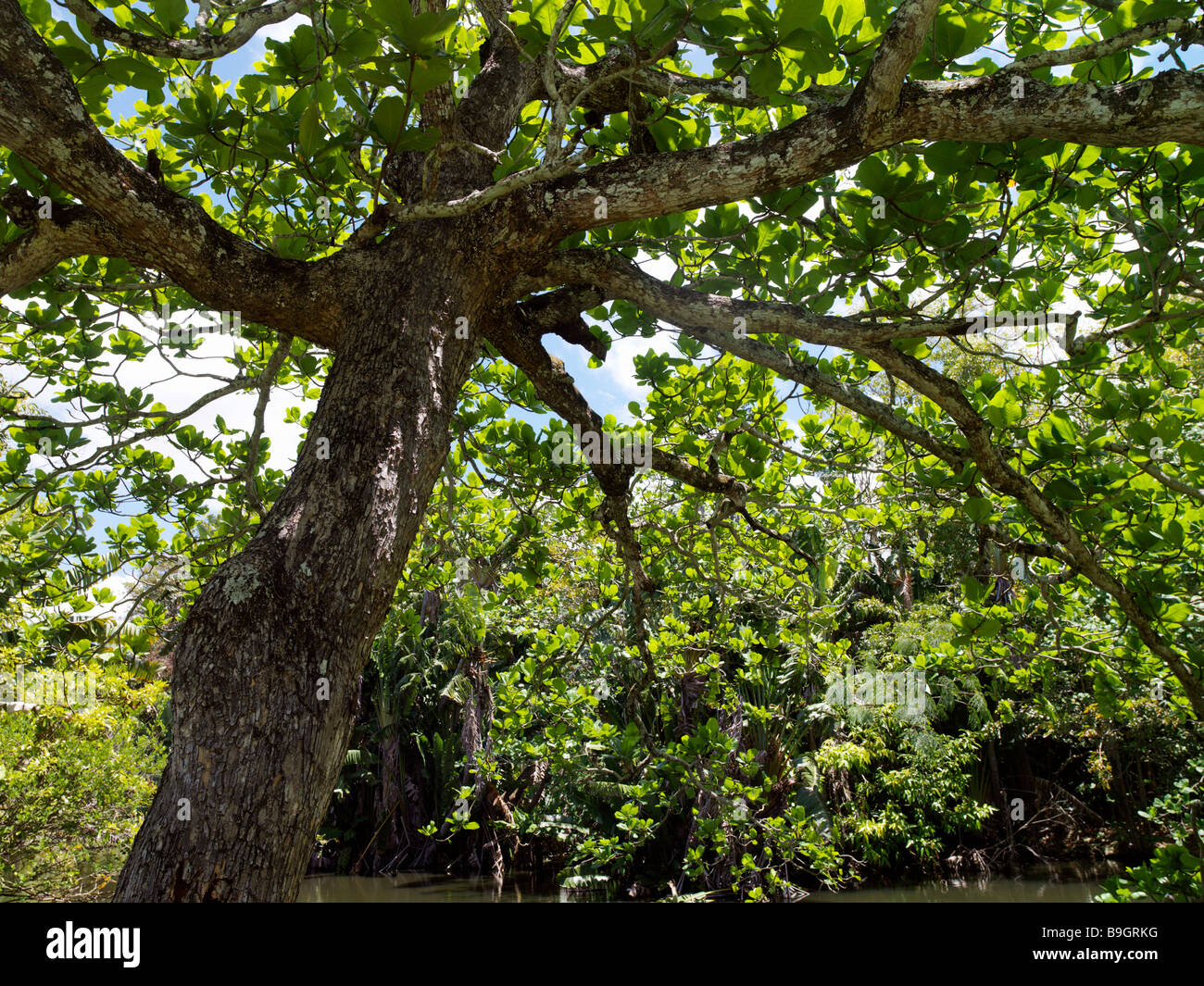 Pamplemousses Mauritius Trees at Sir Seewoosagur Ramgoolam Royal ...
