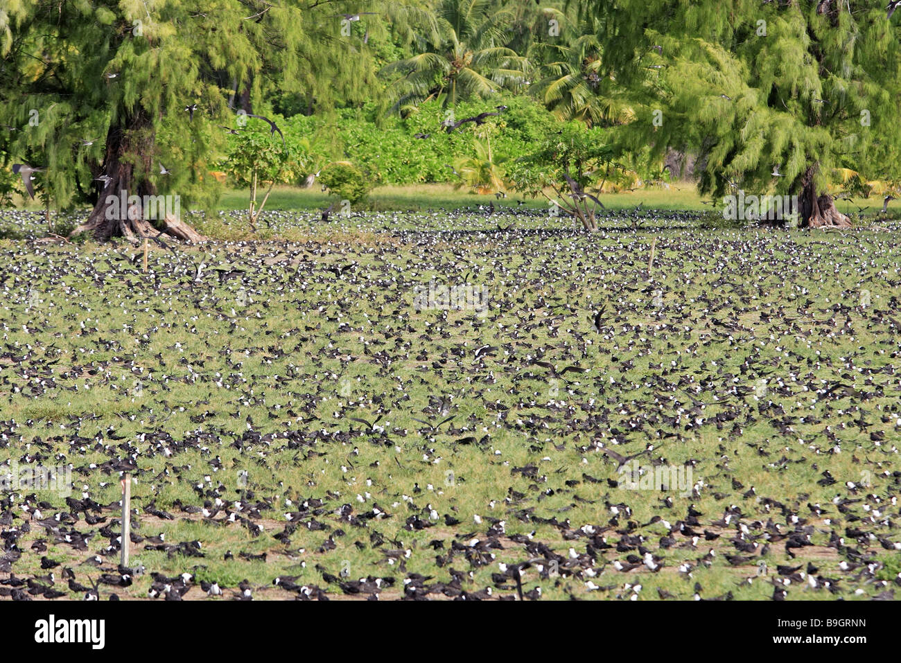 Sternums hi-res stock photography and images - Alamy