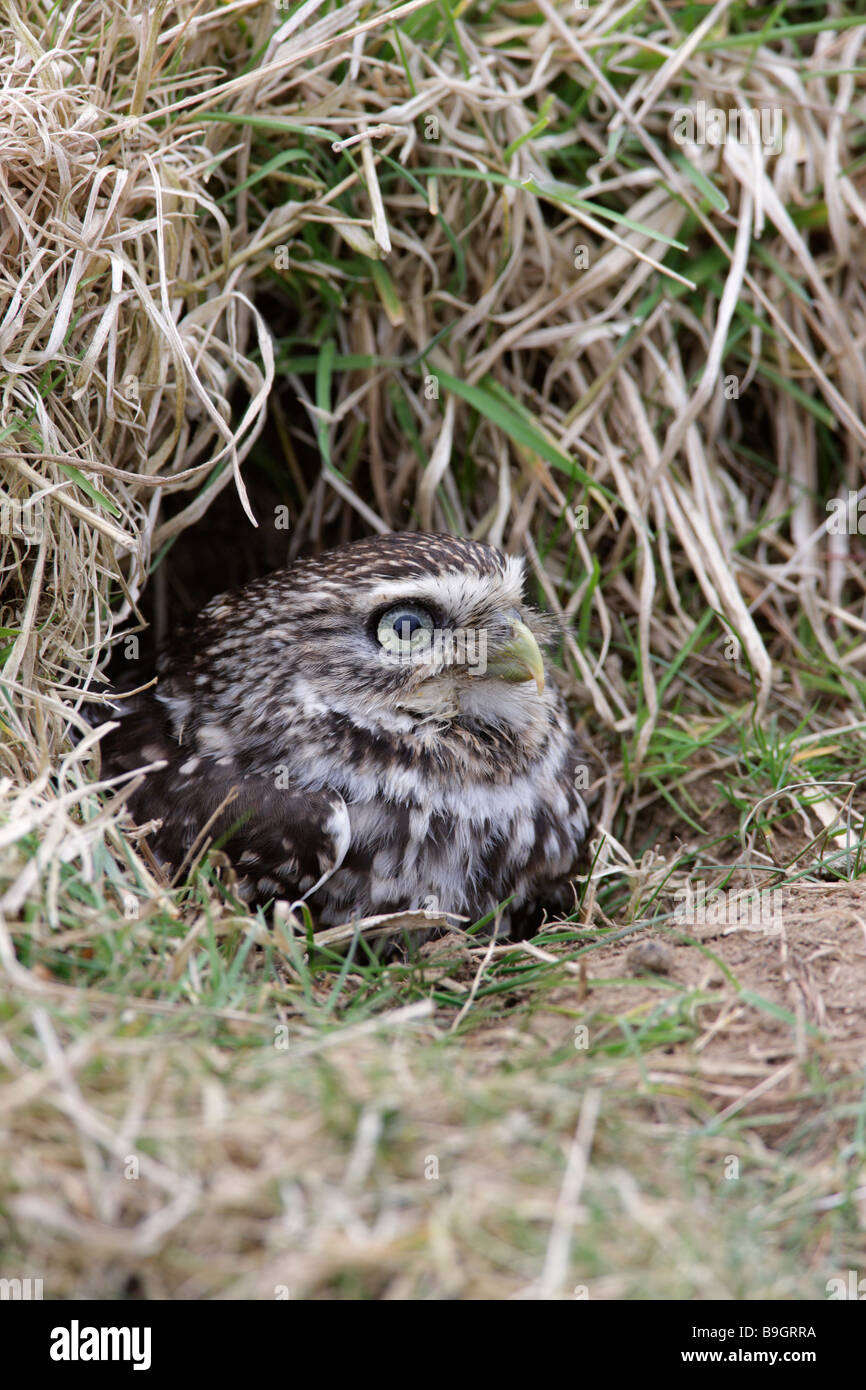 Little Owl Athene noctua nest burrow Stock Photo - Alamy