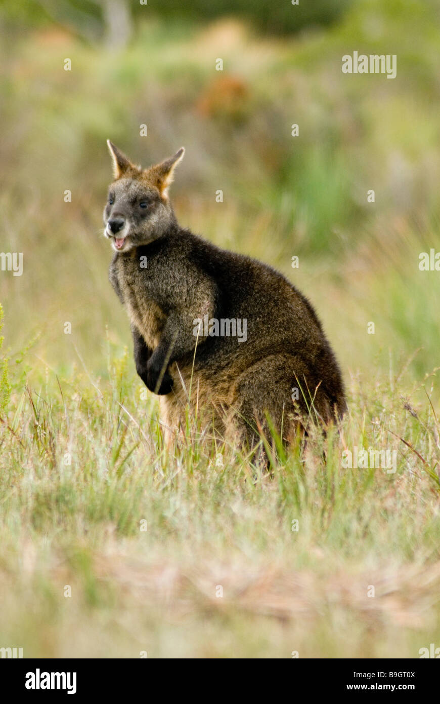 Swamp wallaby , Wilsons Promontory , Australia Stock Photo - Alamy