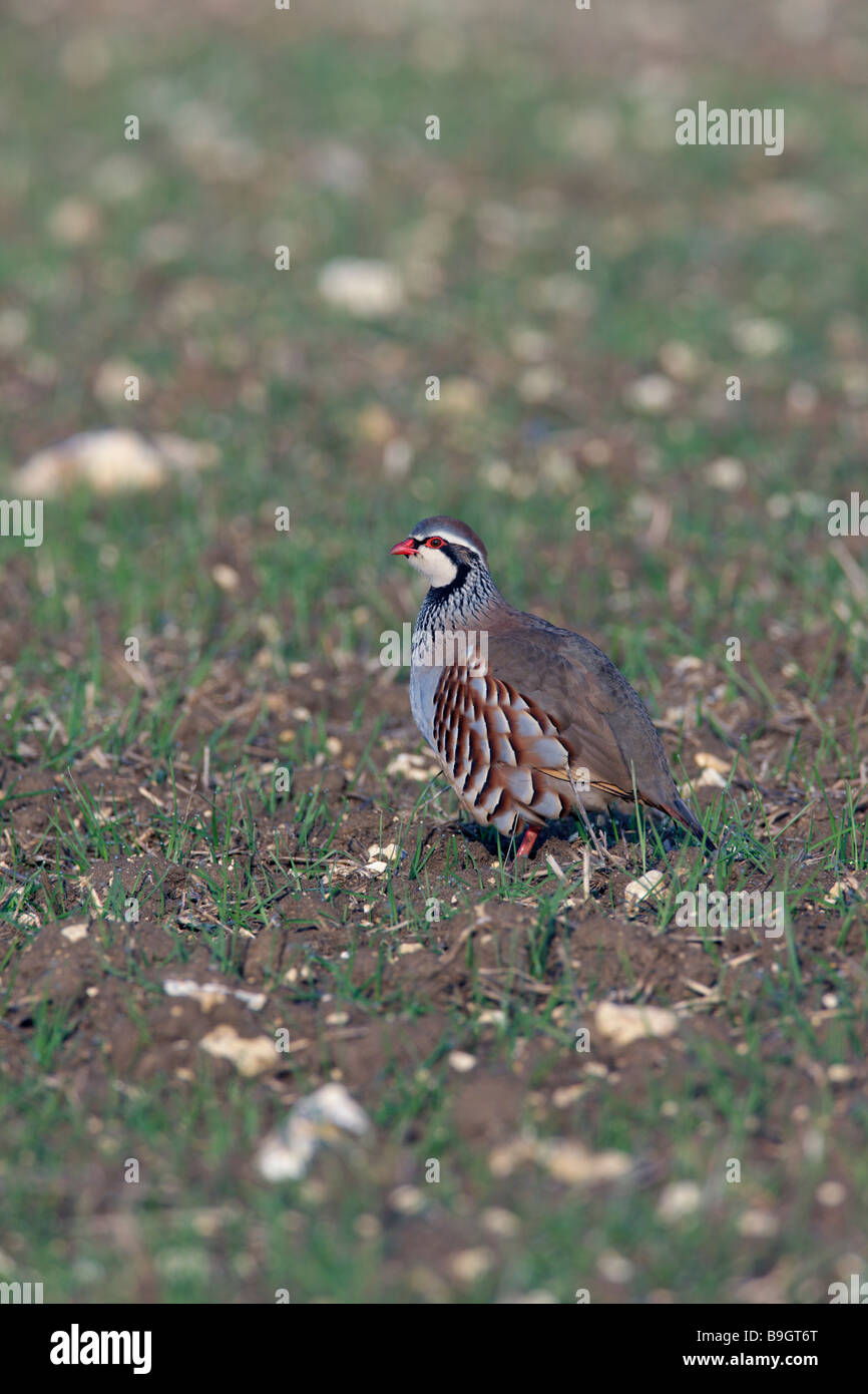 Red-legged Partridge Alectoris rufa Stock Photo - Alamy