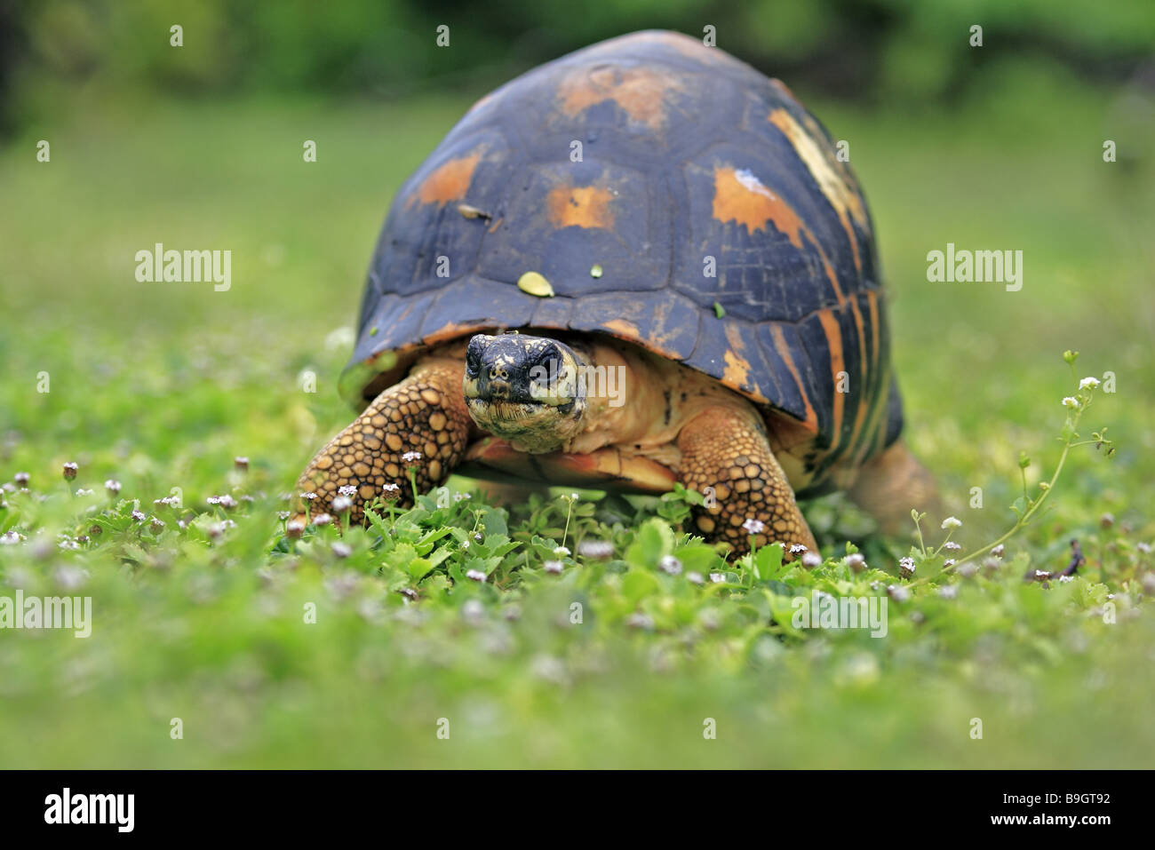 Radiation turtle hi-res stock photography and images - Alamy
