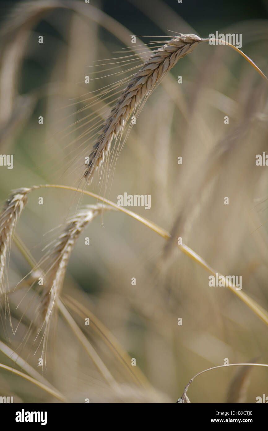 Corn spike hi-res stock photography and images - Alamy