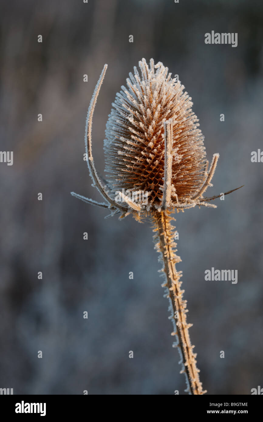 Teasel dried head hi-res stock photography and images - Alamy