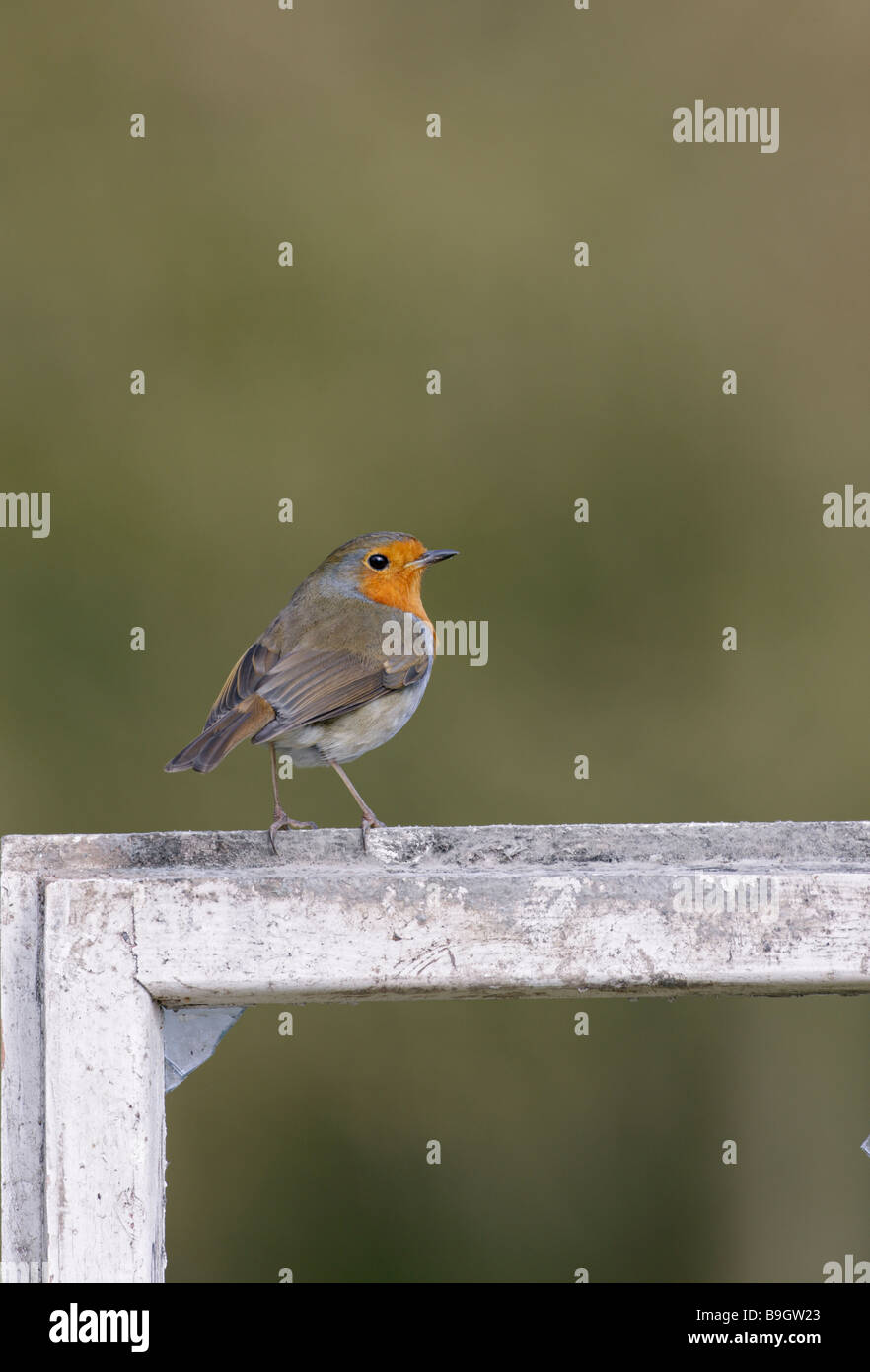 Robin Erithacus rubecula window frame Stock Photo - Alamy