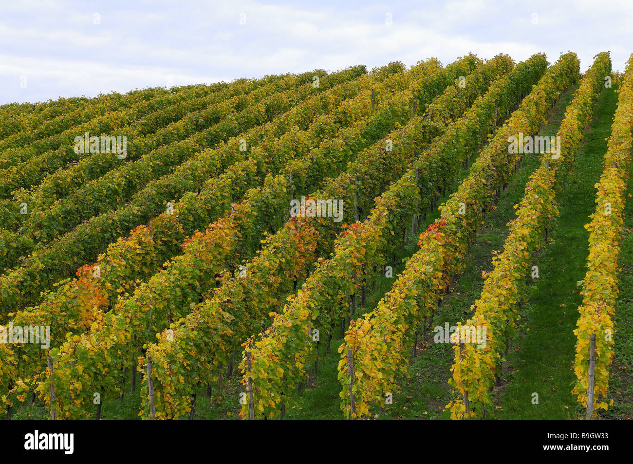 vineyard vines autumn vines leaves foliage autumn-colors autumn ...