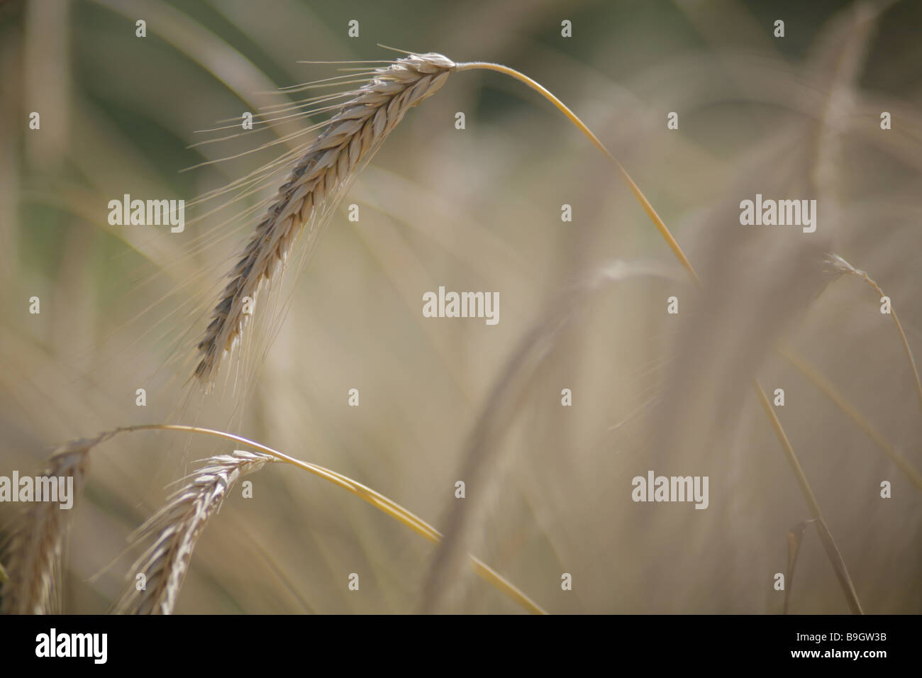 Corn spike hi-res stock photography and images - Alamy