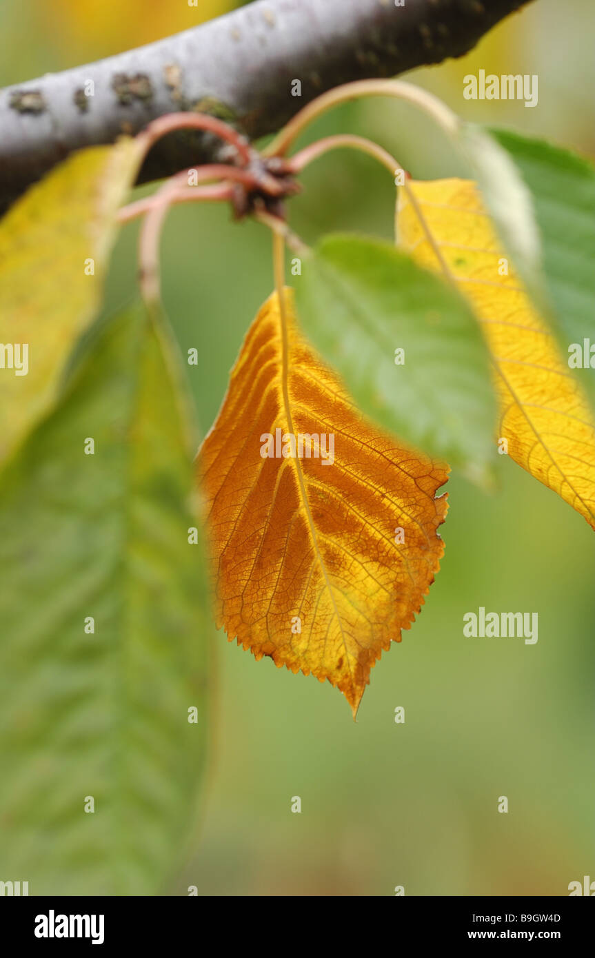Cherry tree-leaves autumn blur fall foliage cherry tree leaves fall ...