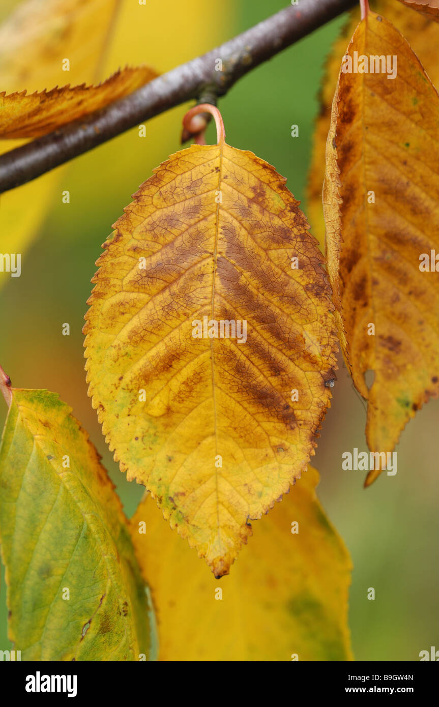Cherry tree-leaves autumn blur fall foliage cherry tree leaves fall ...