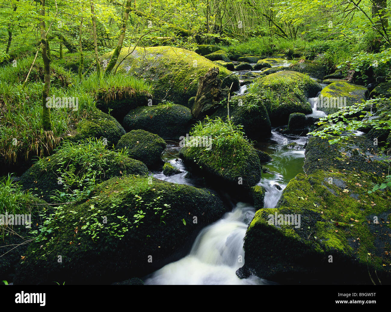 France Brittany forest-brook forest brook Hochwald plants vegetation ...