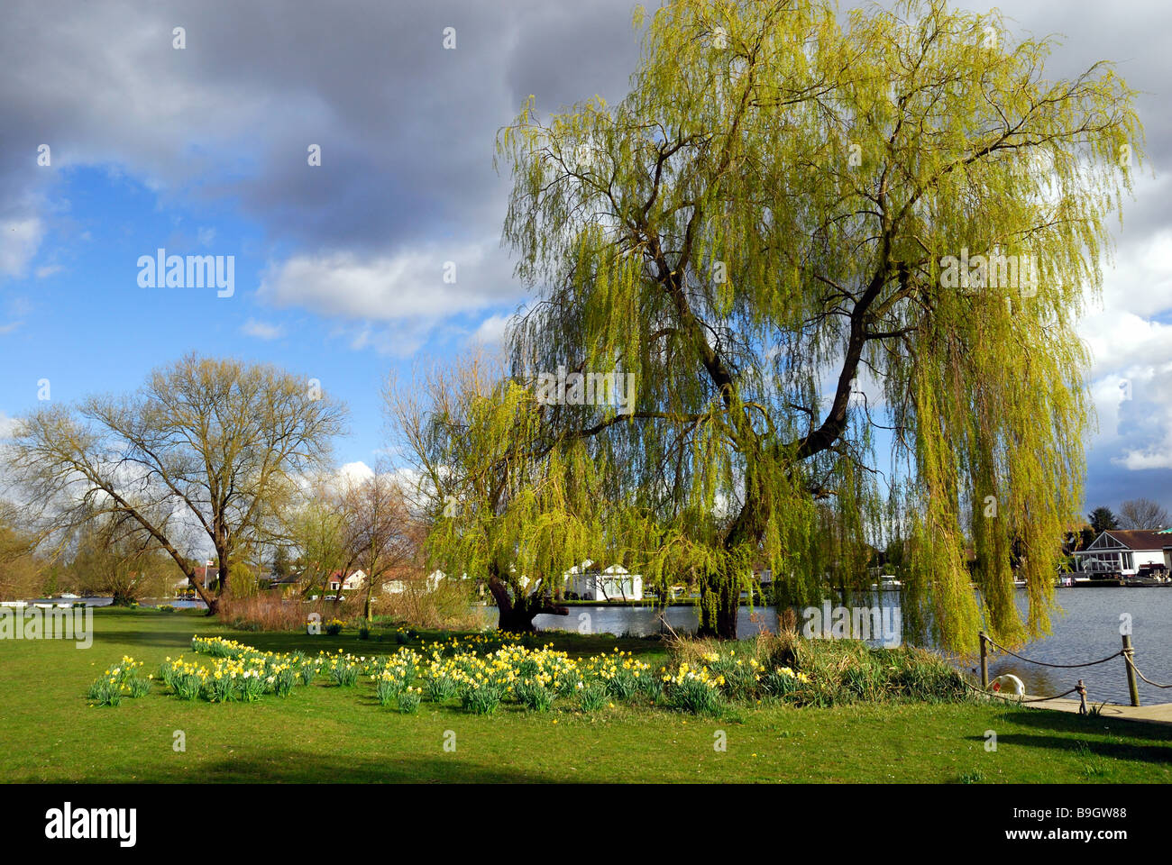 Riverside trees hi-res stock photography and images - Alamy