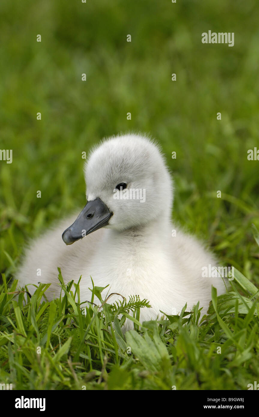 Meadow hump-swan Cygnus olor chicks blur animal bird young duck-bird ...