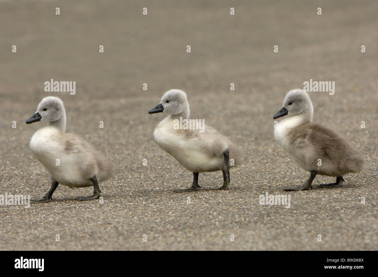 streets hump-swans Cygnus olor chicks three series animals birds young ...