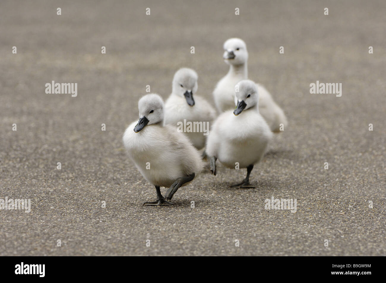 streets hump-swans Cygnus olor chicks four series animals birds young ...