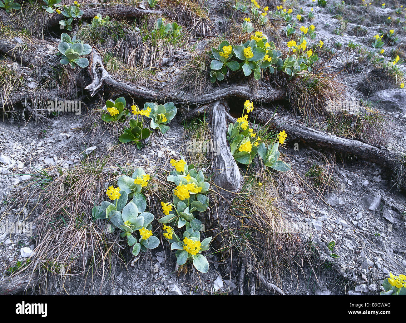 mountain-region rocks bear's ear Primula auricula Alps vegetation ...
