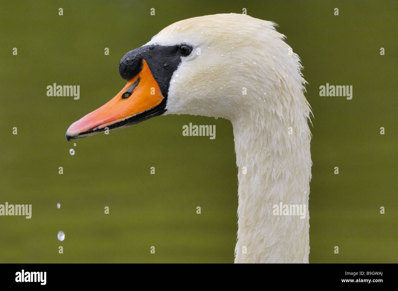 Hump-swan Cygnus olor beak water-drops profile series animal bird duck ...